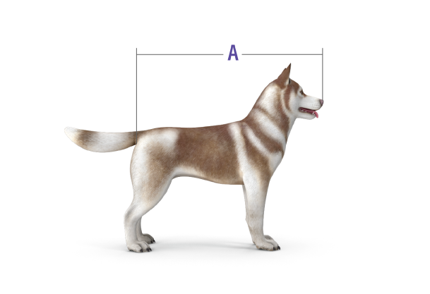 Pet Measurement: Easy Travel Assurance