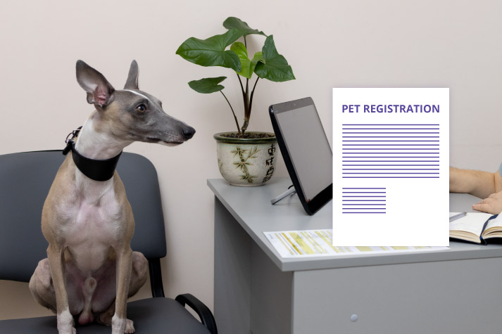 Pet Relocation Service Bangalore | Pet Transportation & Shipping ...