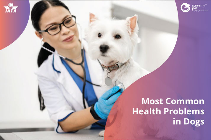 The Most Common Health Problems in Dogs