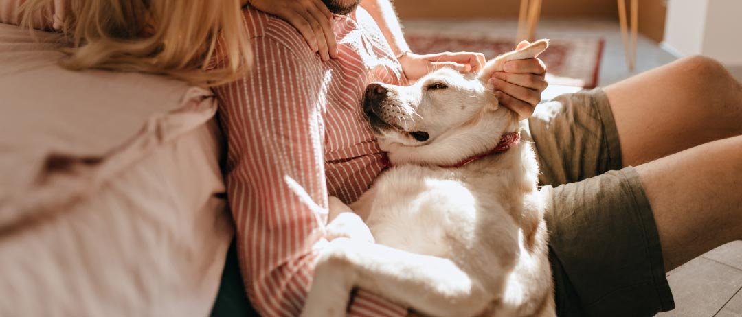 How To Adjust Your Dog to A New Location